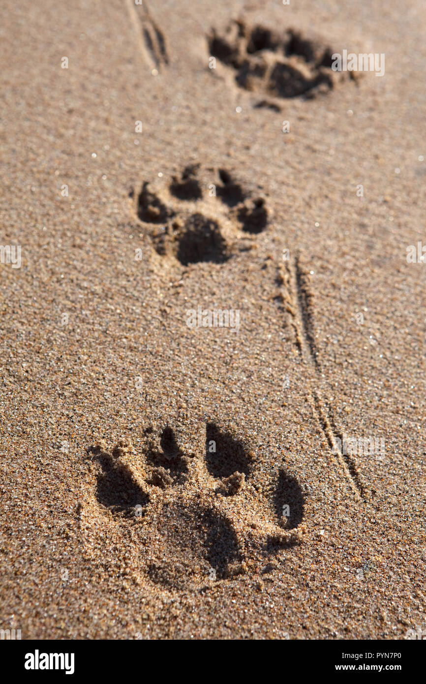 Paw prints in sand Stock Photo - Alamy