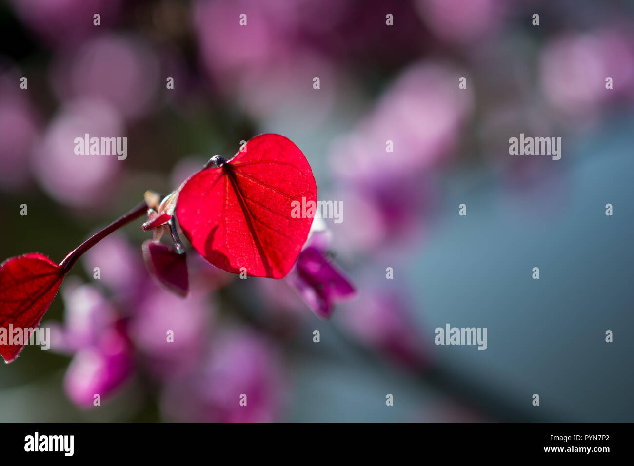 Beautiful dry leaves as an autumn background Stock Photo - Alamy