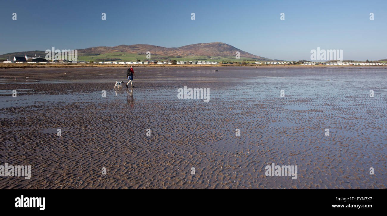 Walker with dog walking the Solway Firth coast heading along to ...