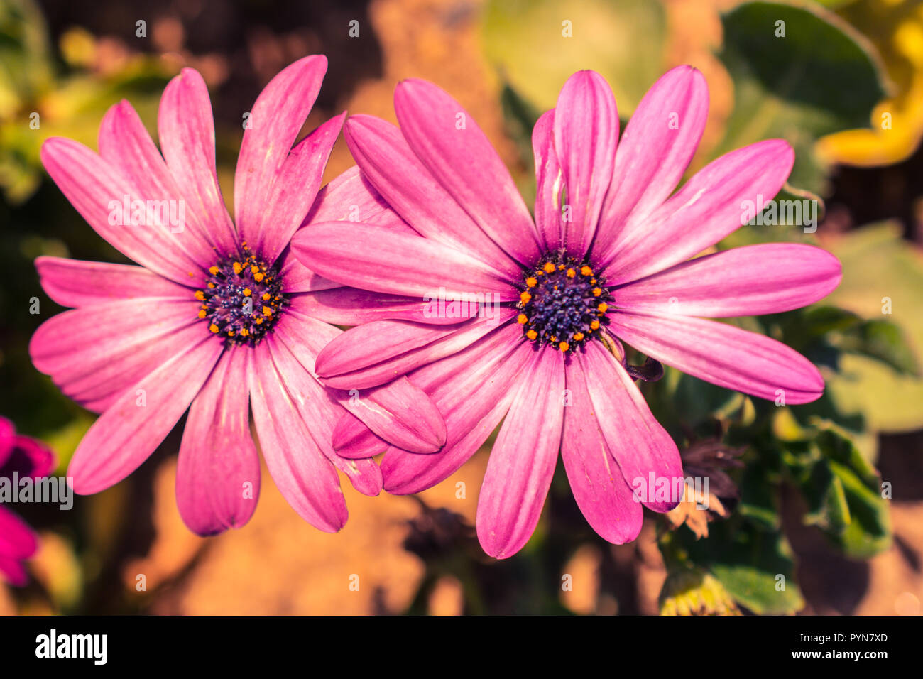 Beautiful fresh flowers as a background Stock Photo - Alamy