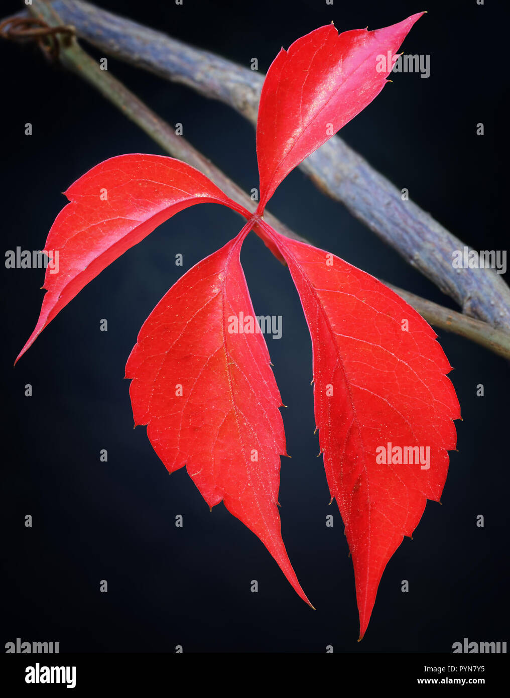 Close-up of a single red leaf during Autumn, showing its beauty and ...