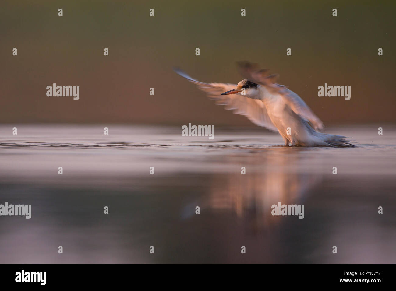 White winged black tern hi-res stock photography and images - Alamy