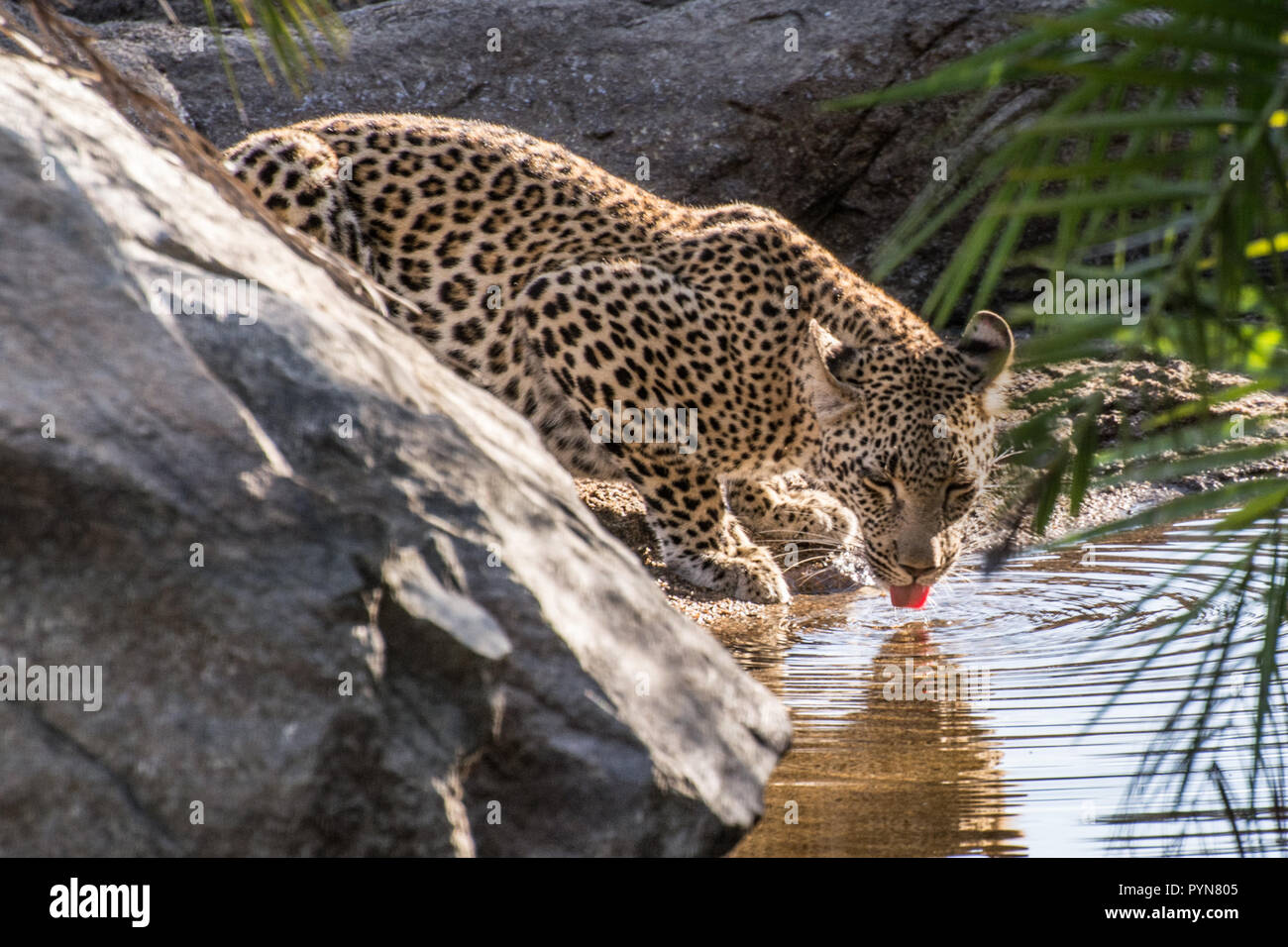Young leopard (Panthera pardus) drinking from a pool in the Sabi Sands ...