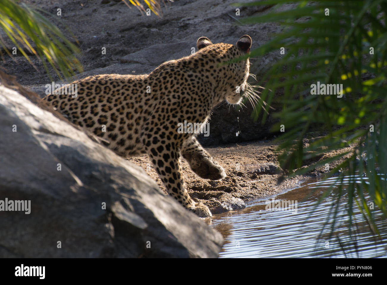 Leopard drinking water hi-res stock photography and images - Alamy