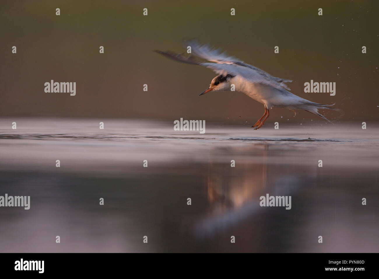 white-winged tern, or white-winged black tern (Chlidonias leucopterus ...
