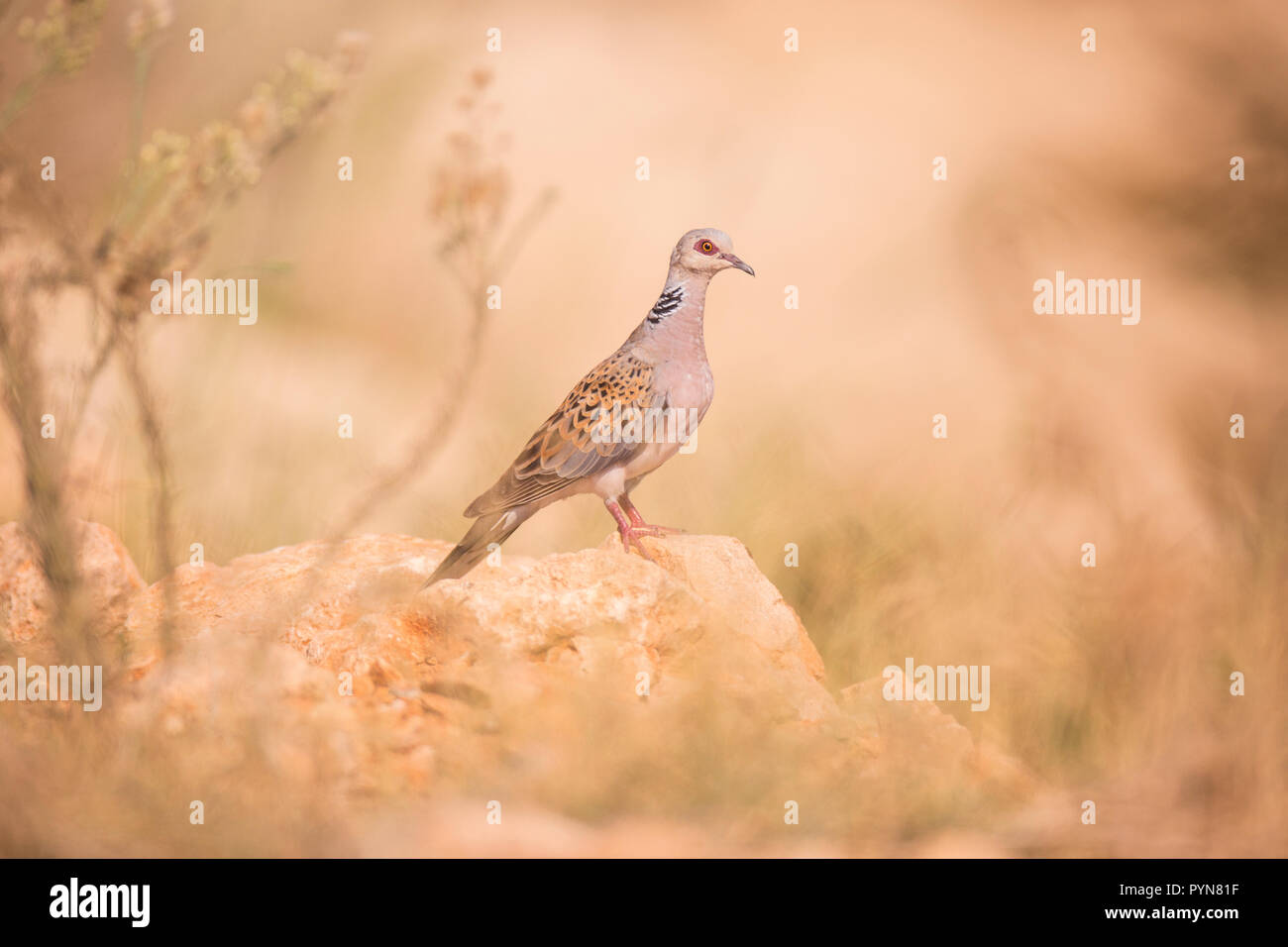Turtle Dove (or European turtle dove) (Streptopelia turtur) on a rock ...