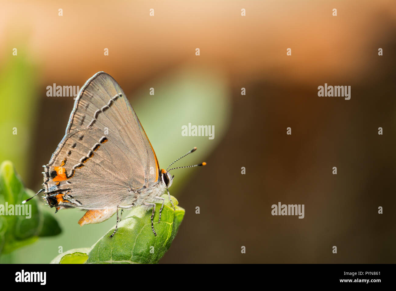 Gray Hairstreak (Strymon melinus Stock Photo - Alamy