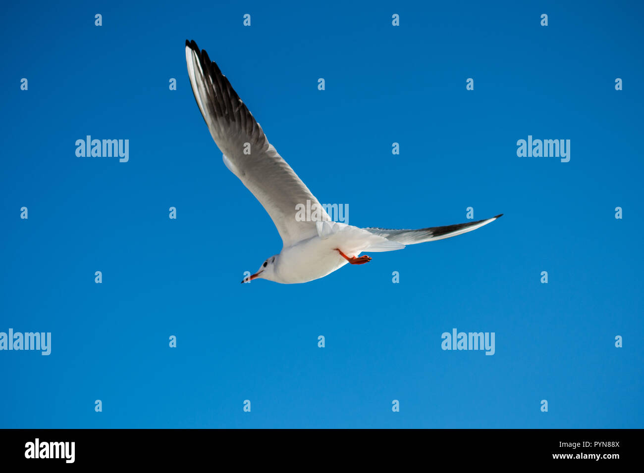 Single seagull flying in a blue sky background Stock Photo - Alamy