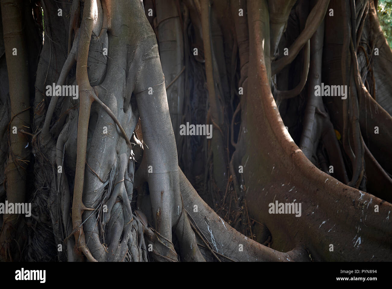 Ficus benghalensis indian banyan tree hi-res stock photography and ...