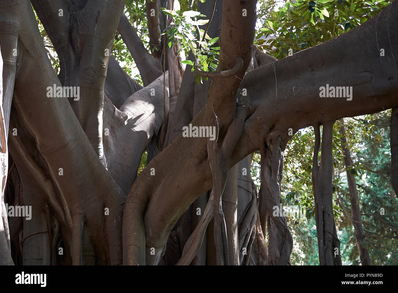 Ficus benghalensis indian banyan tree hi-res stock photography and ...