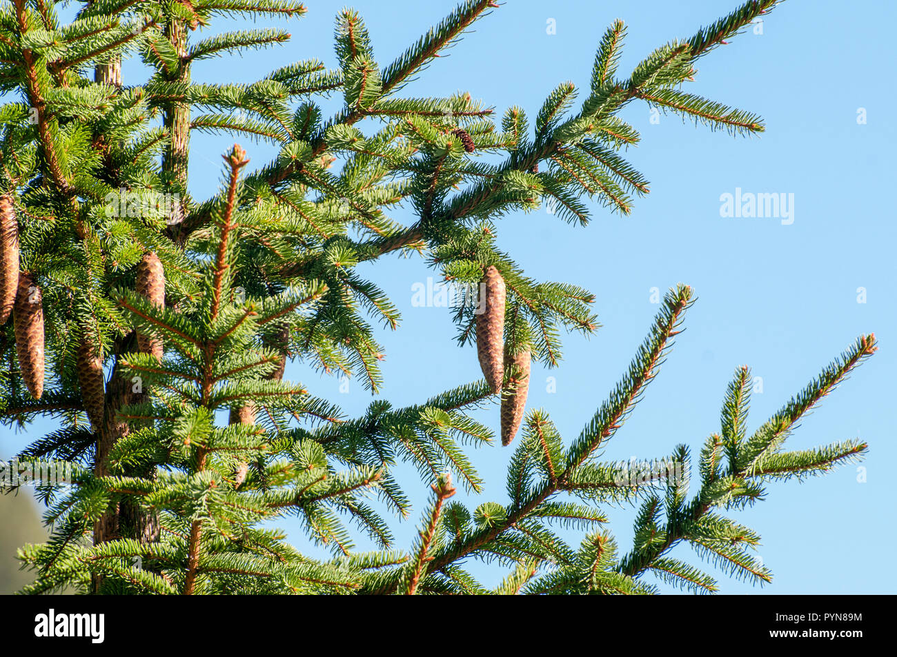 Closeup pinetree hi-res stock photography and images - Alamy