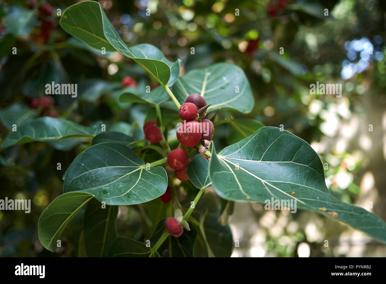 Ficus benghalensis tree Stock Photo - Alamy
