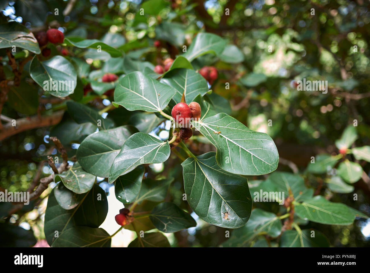 Ficus benghalensis tree Stock Photo - Alamy