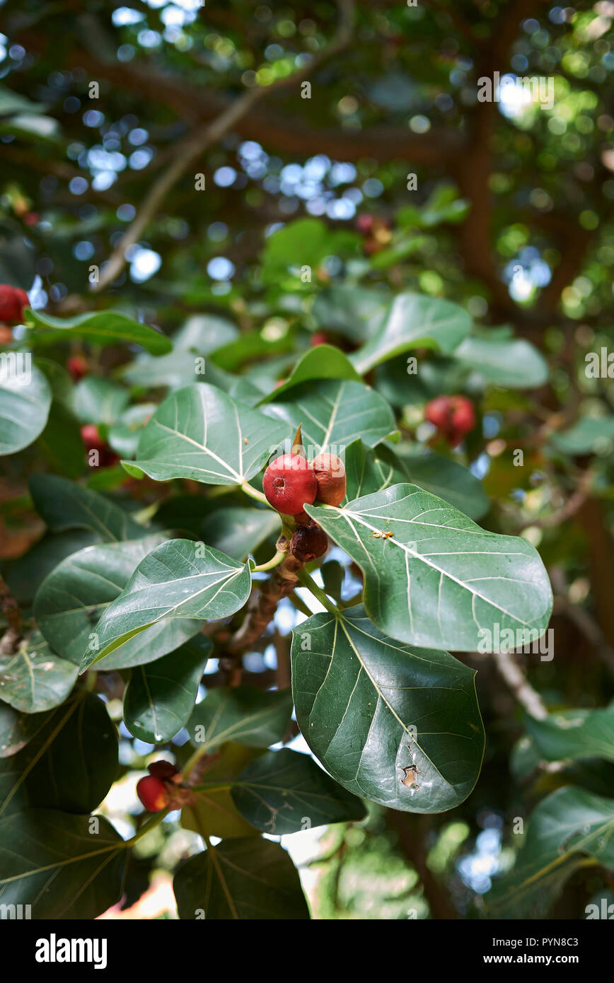 Ficus benghalensis tree Stock Photo - Alamy