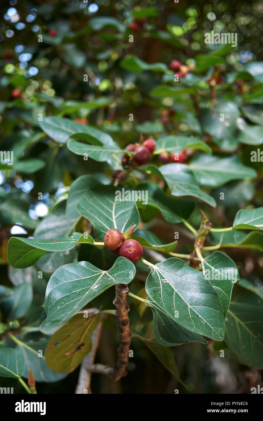 Ficus benghalensis tree Stock Photo - Alamy