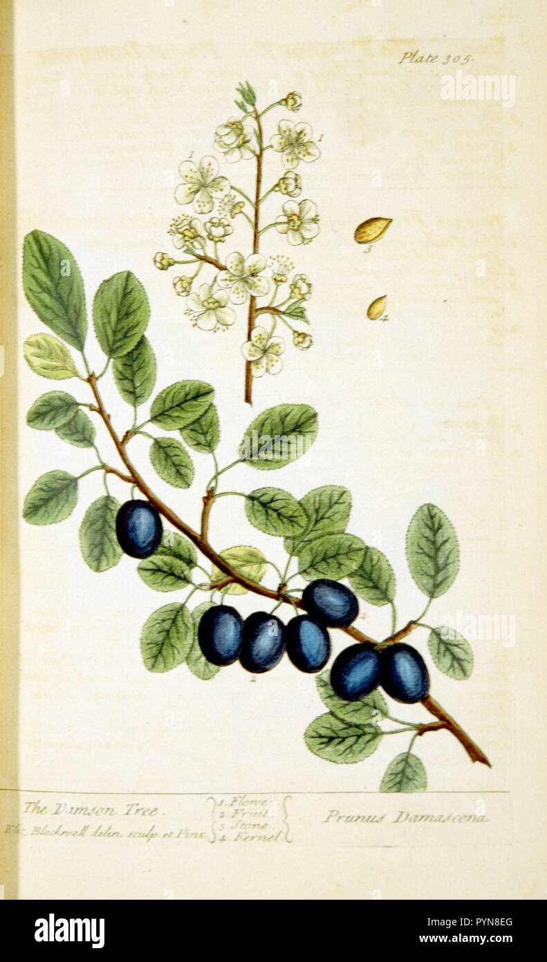 Plate 305 from Elizabeth Blackwell's A curious herbal. Illustration of ...