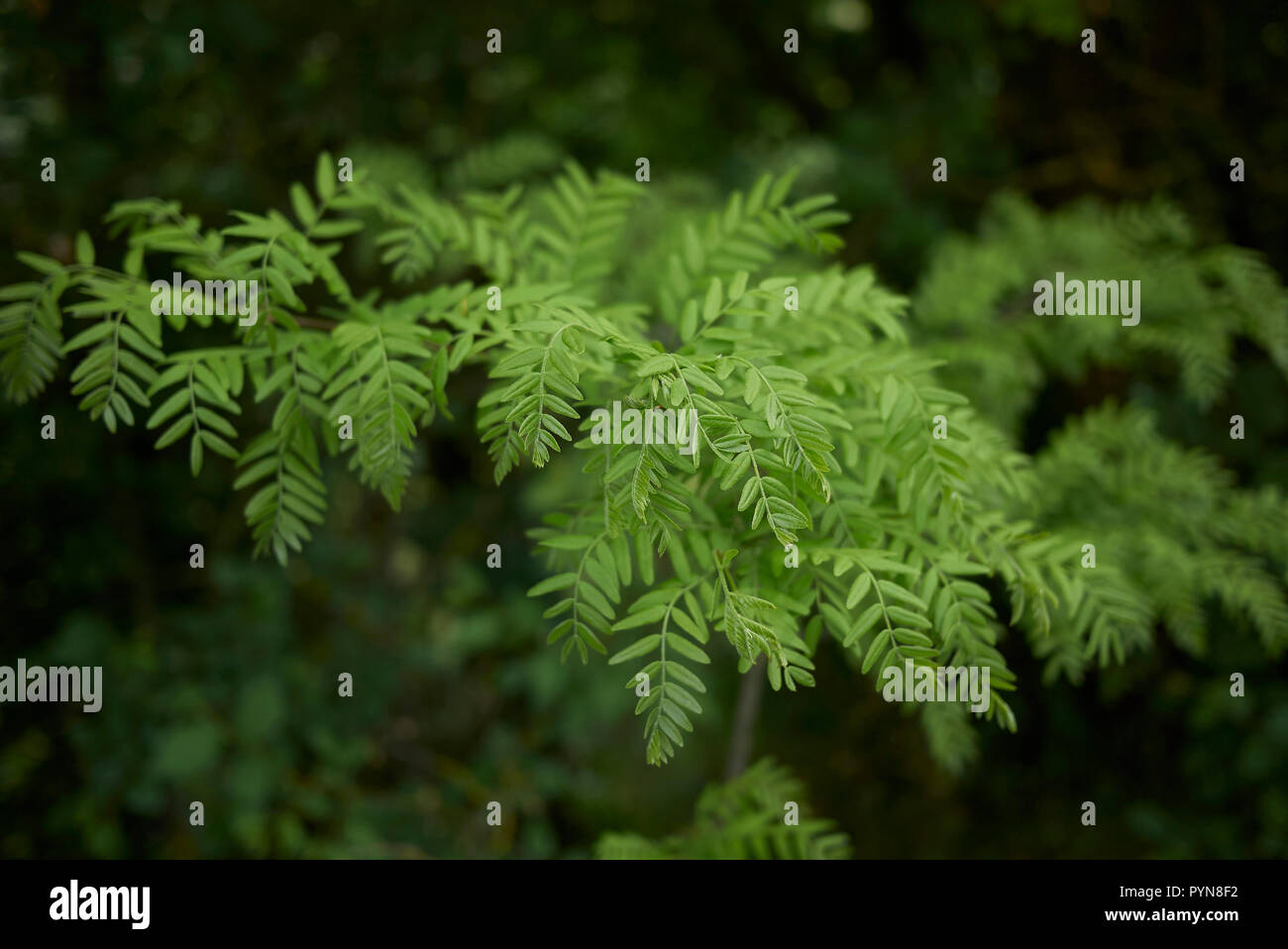 Tree branches thorny leaves hi-res stock photography and images - Alamy