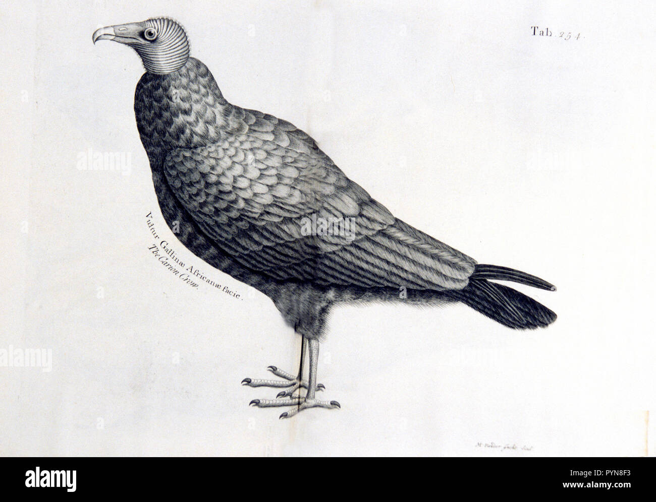 Illustration of the carion crow in profile Stock Photo - Alamy