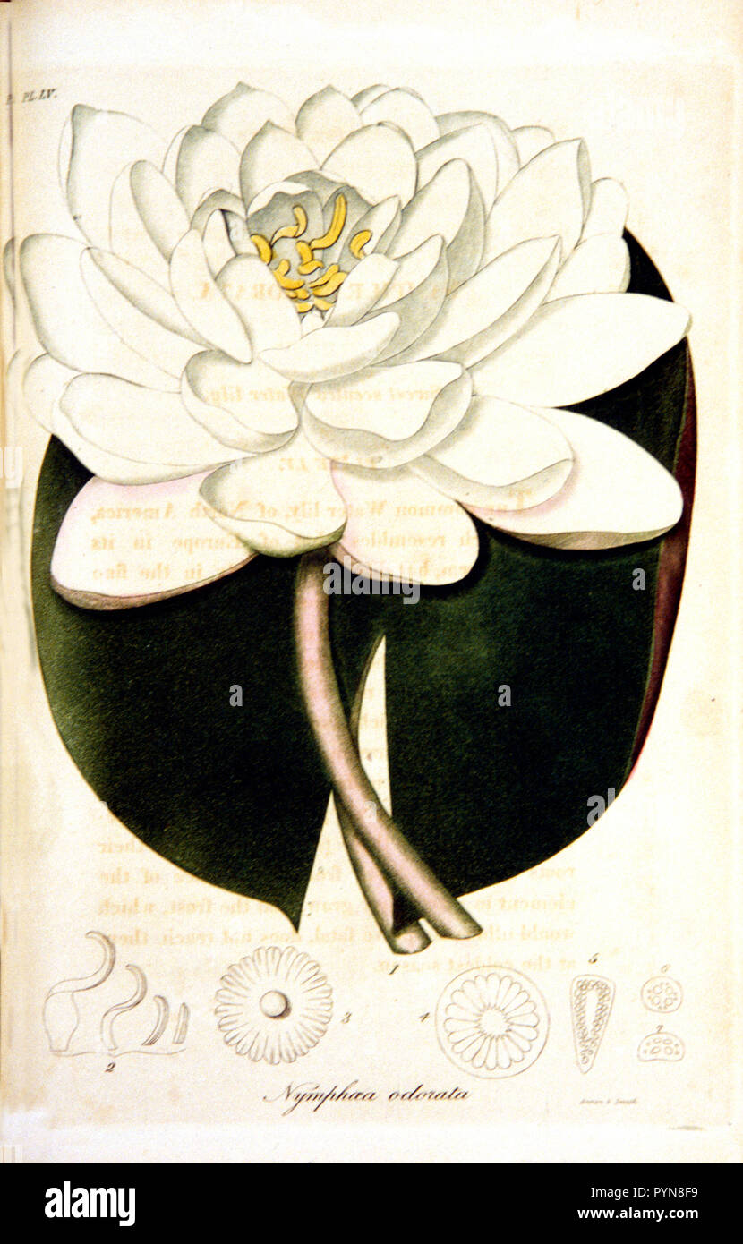 Colored engraving of a flowering water lily Stock Photo - Alamy