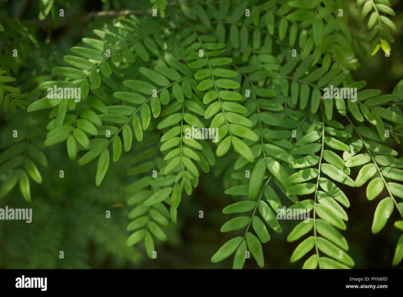 Gleditsia Tree High Resolution Stock Photography and Images - Alamy