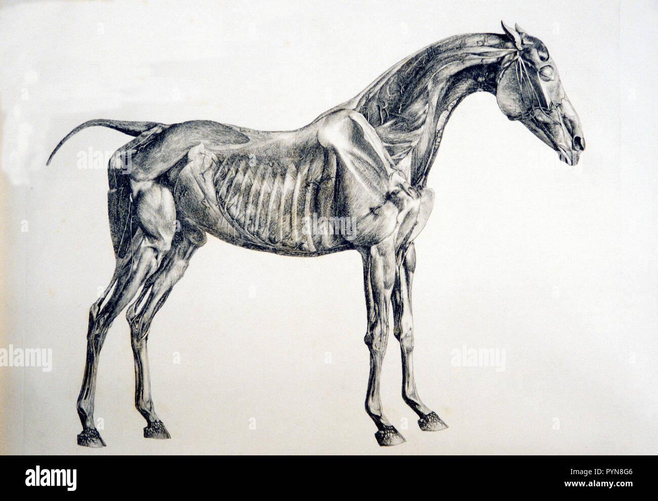 Horse anatomy drawing hi-res stock photography and images - Alamy