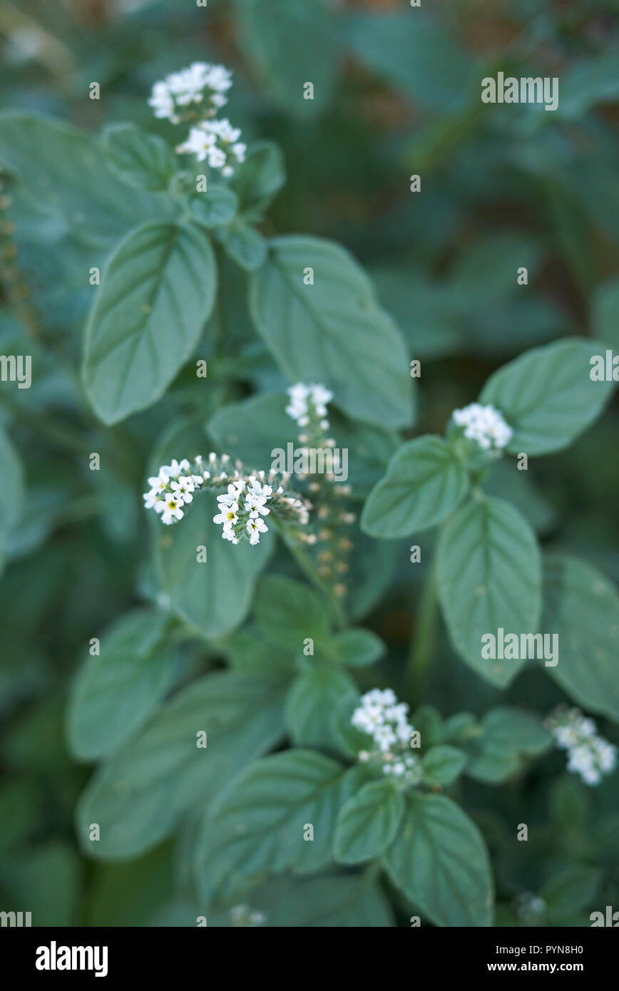 European heliotrope hi-res stock photography and images - Alamy