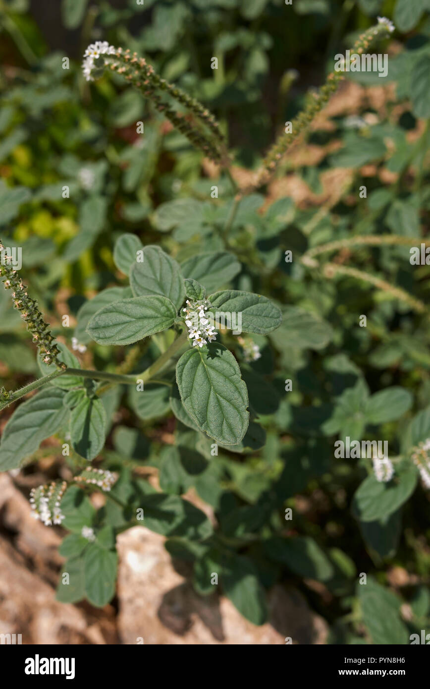European heliotrope hi-res stock photography and images - Alamy