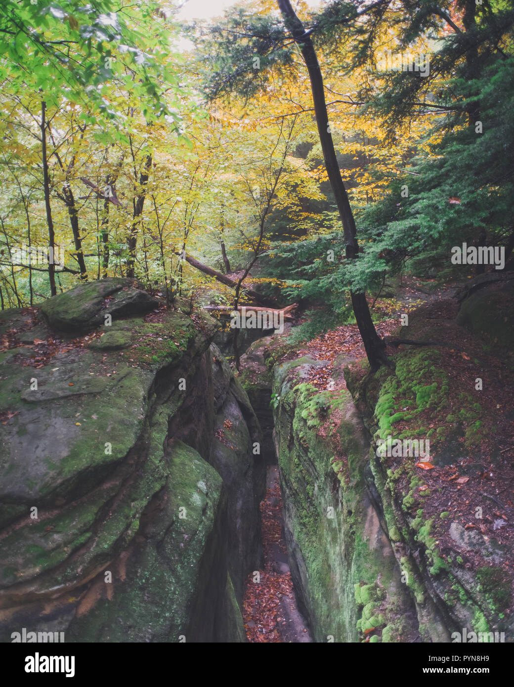 Wooded area in ohio Stock Photo - Alamy