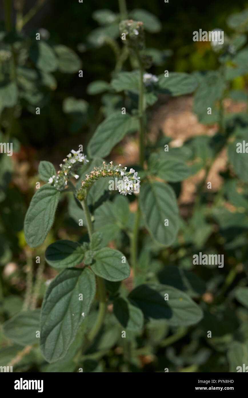 Heliotropium europaeum hi-res stock photography and images - Alamy