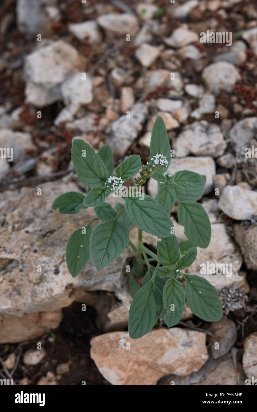 Heliotropium europaeum hi-res stock photography and images - Alamy