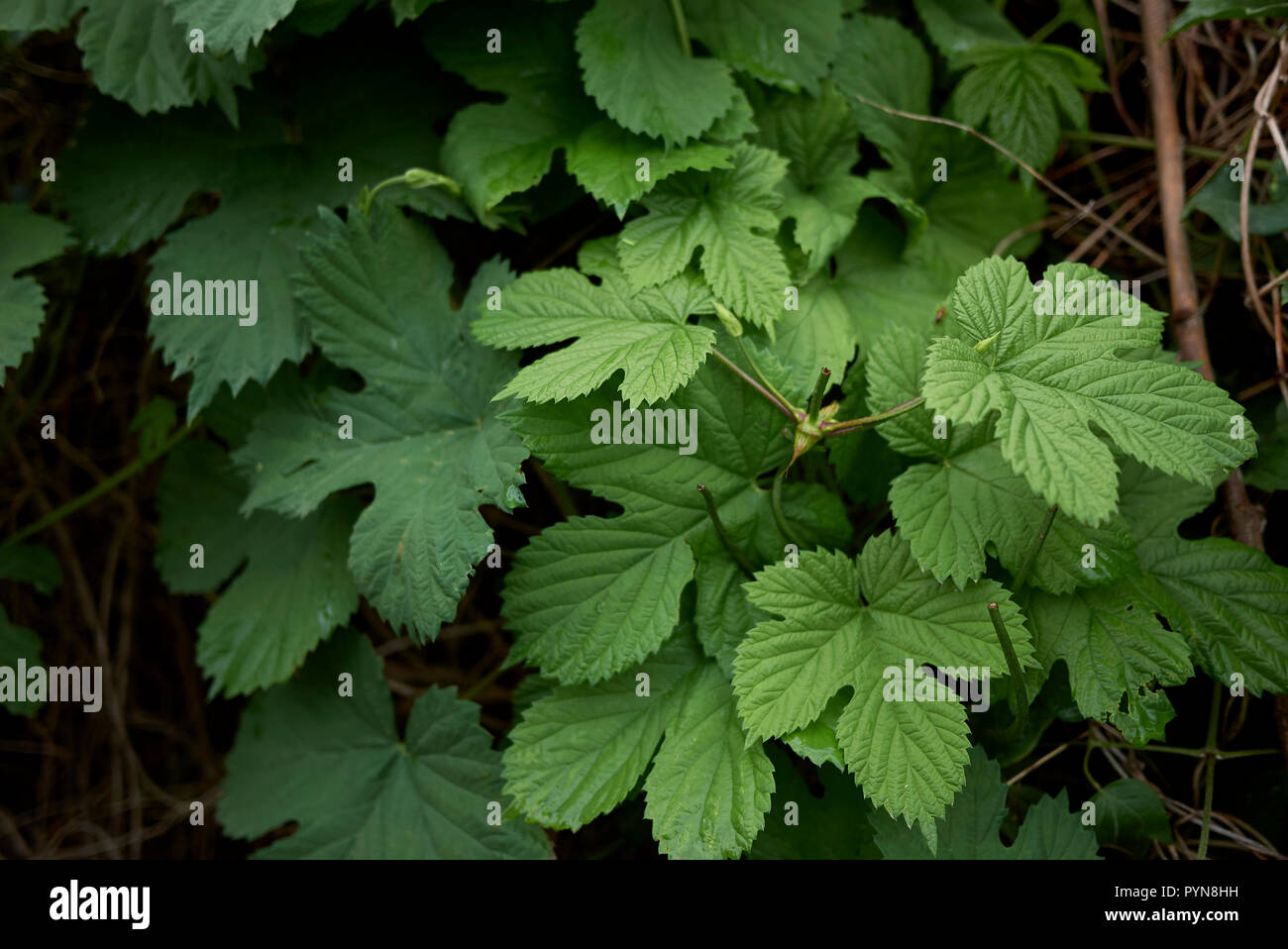 Humulus lupulus fresh leaves Stock Photo - Alamy