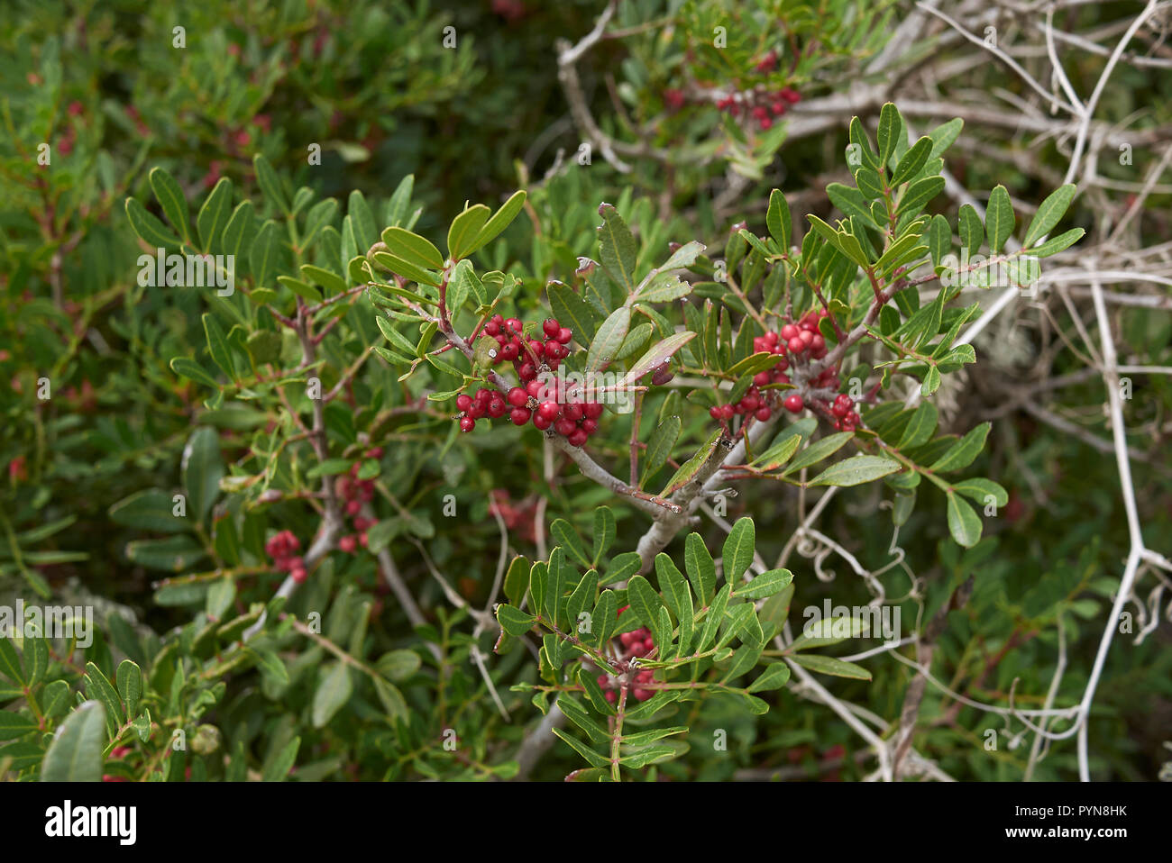 Pistacia lentiscus tree with red fruit Stock Photo - Alamy