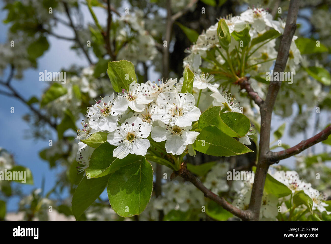Pyrus communis blooming flowers hi-res stock photography and images - Alamy