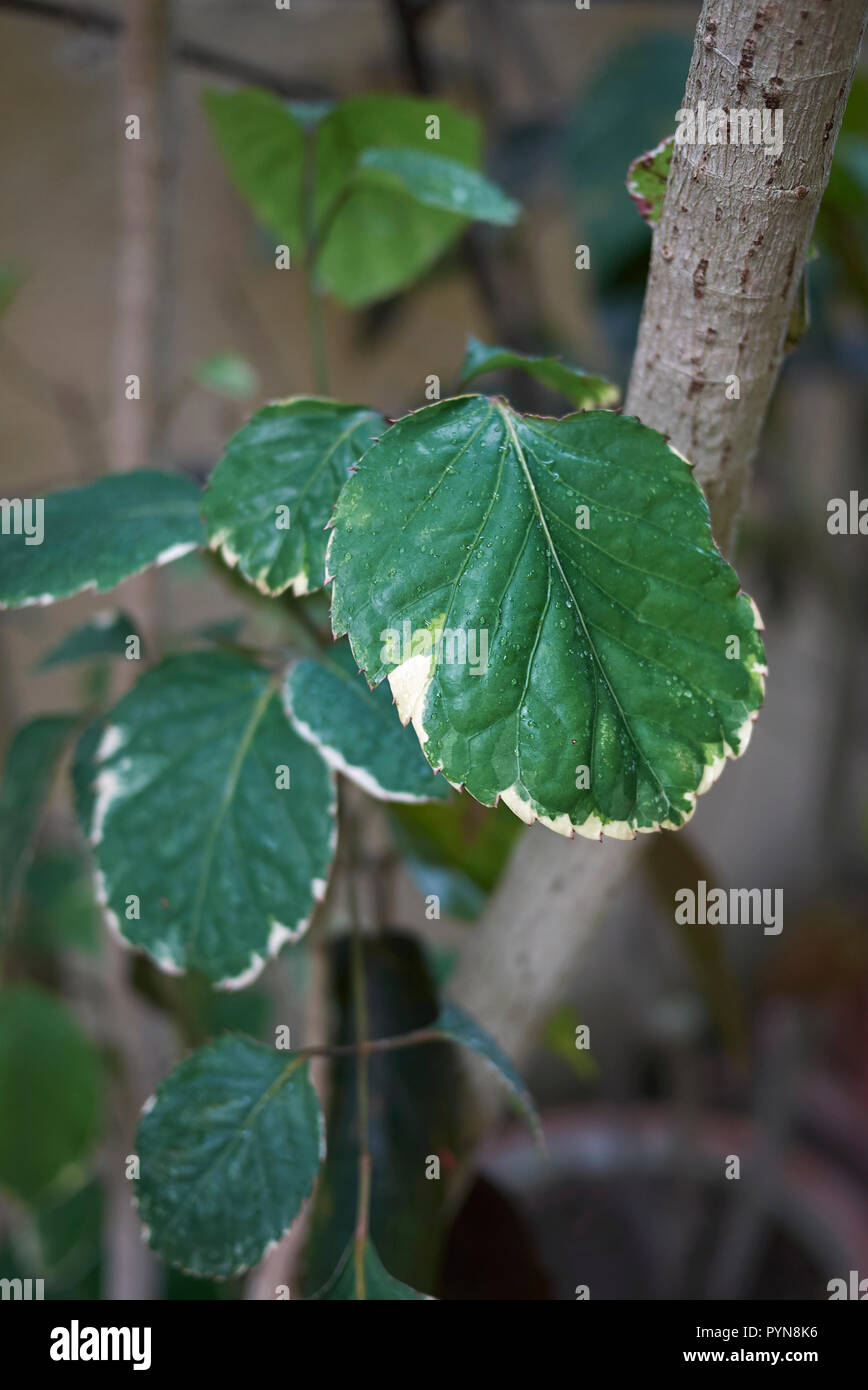 Polyscias hi-res stock photography and images - Alamy