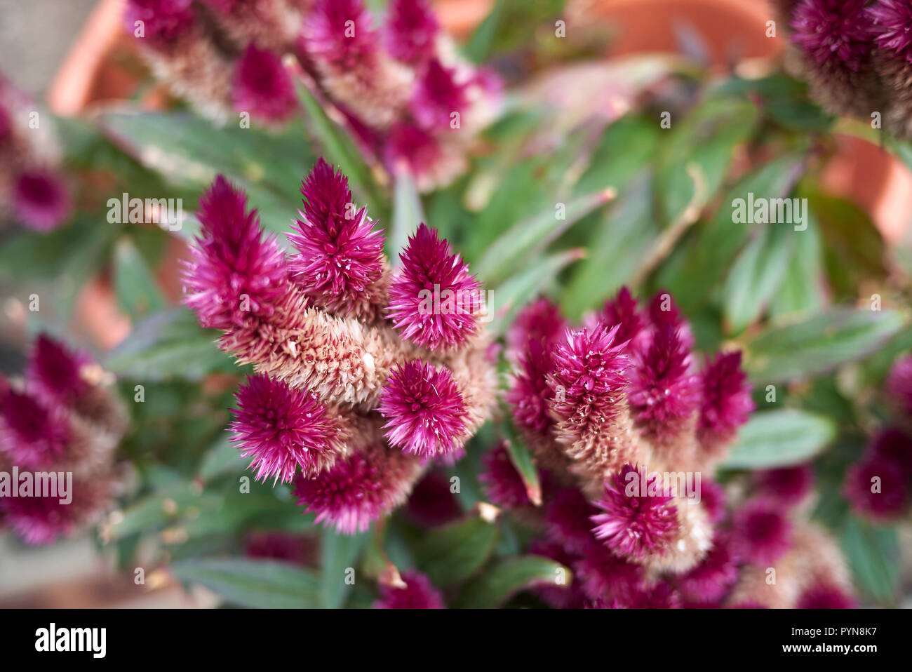 Celosia Cristata Cockscomb High Resolution Stock Photography and Images ...