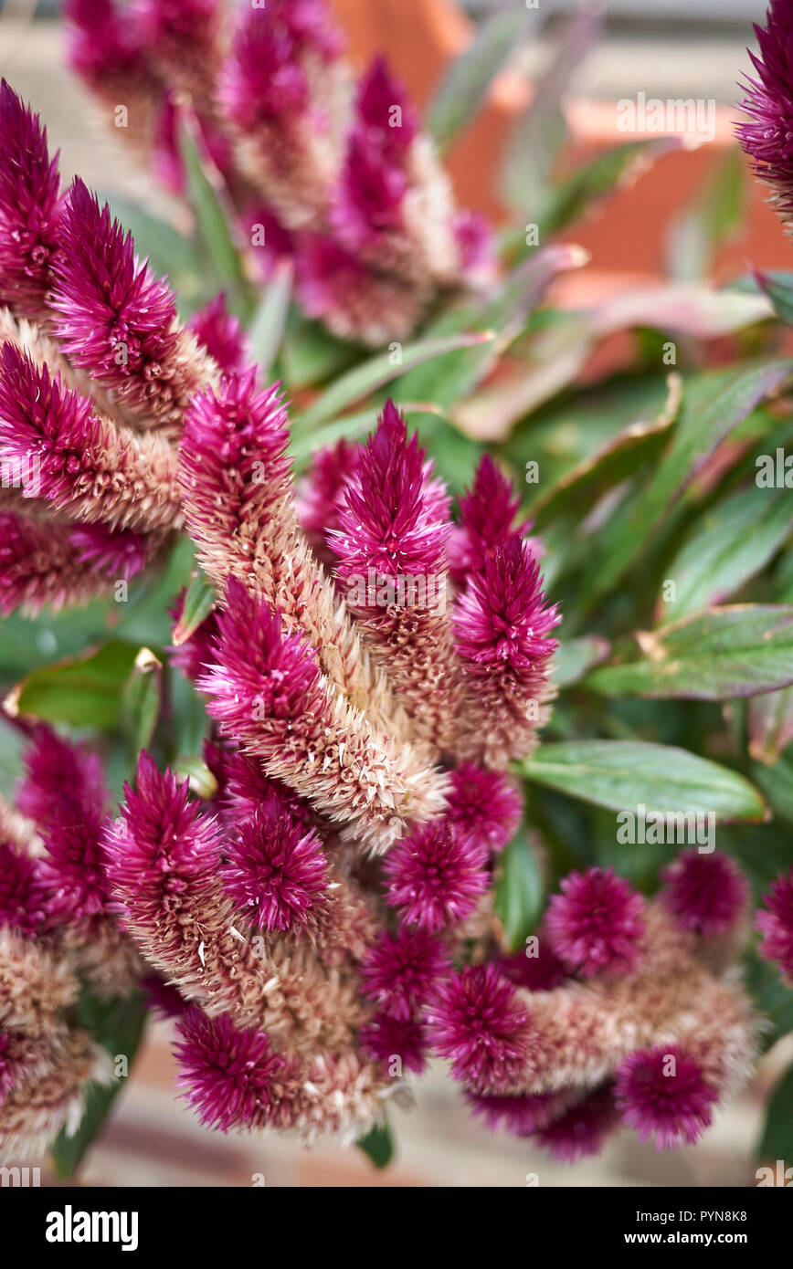 Celosia cristata cockscomb hi-res stock photography and images - Alamy