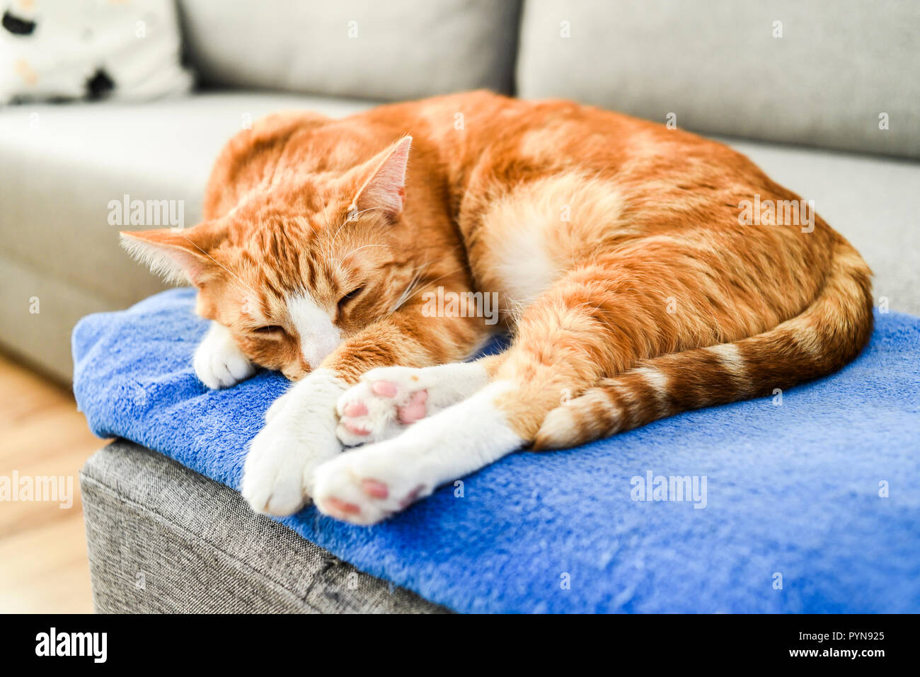 Cute brown cat lying down with its eyes closed hi-res stock photography and images - Alamy