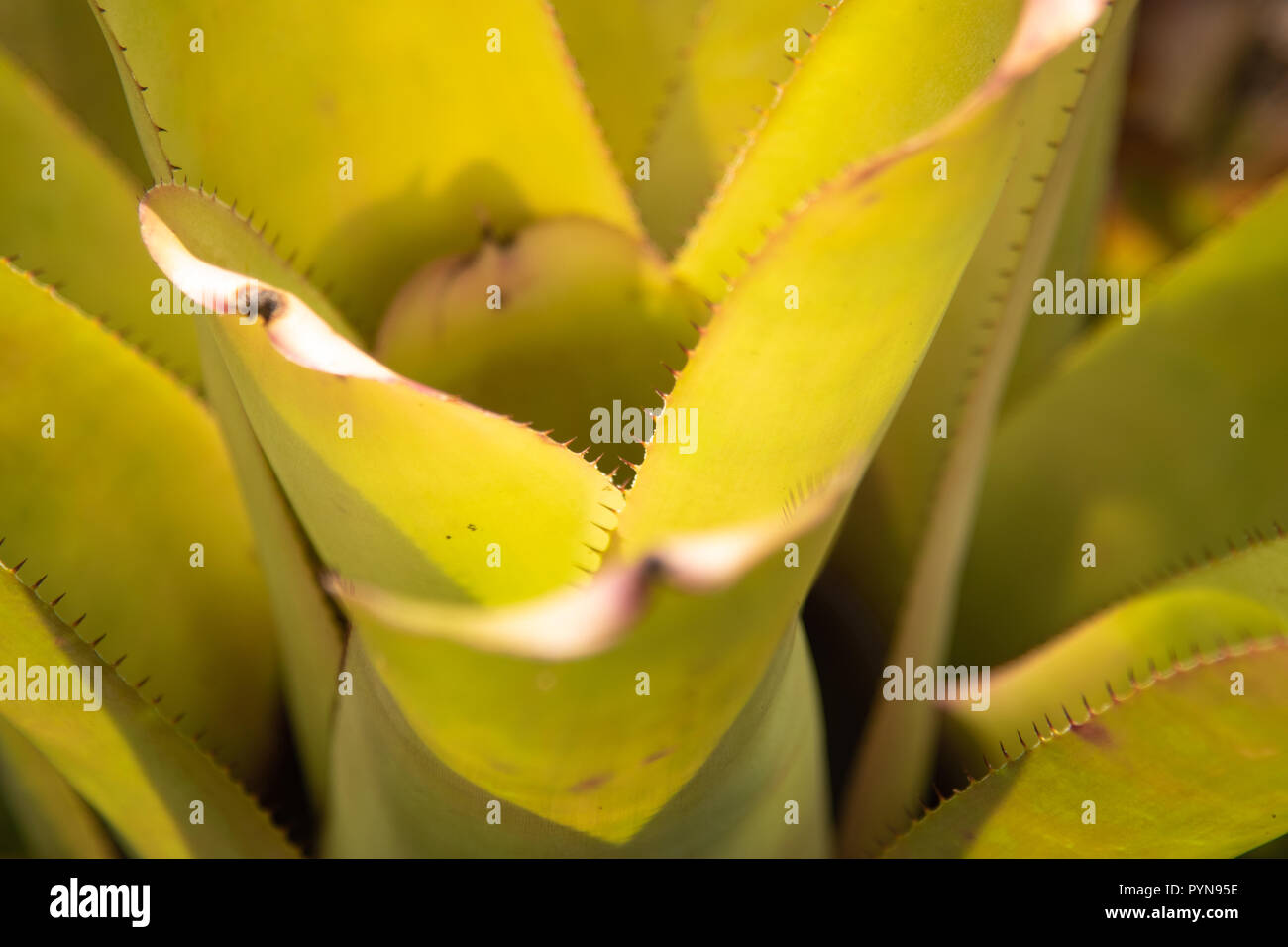 Prickly leaves hi-res stock photography and images - Alamy