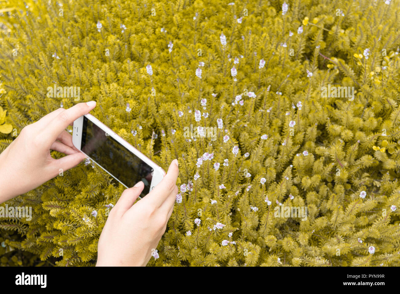 Take a picture of a flower by a phone Stock Photo - Alamy