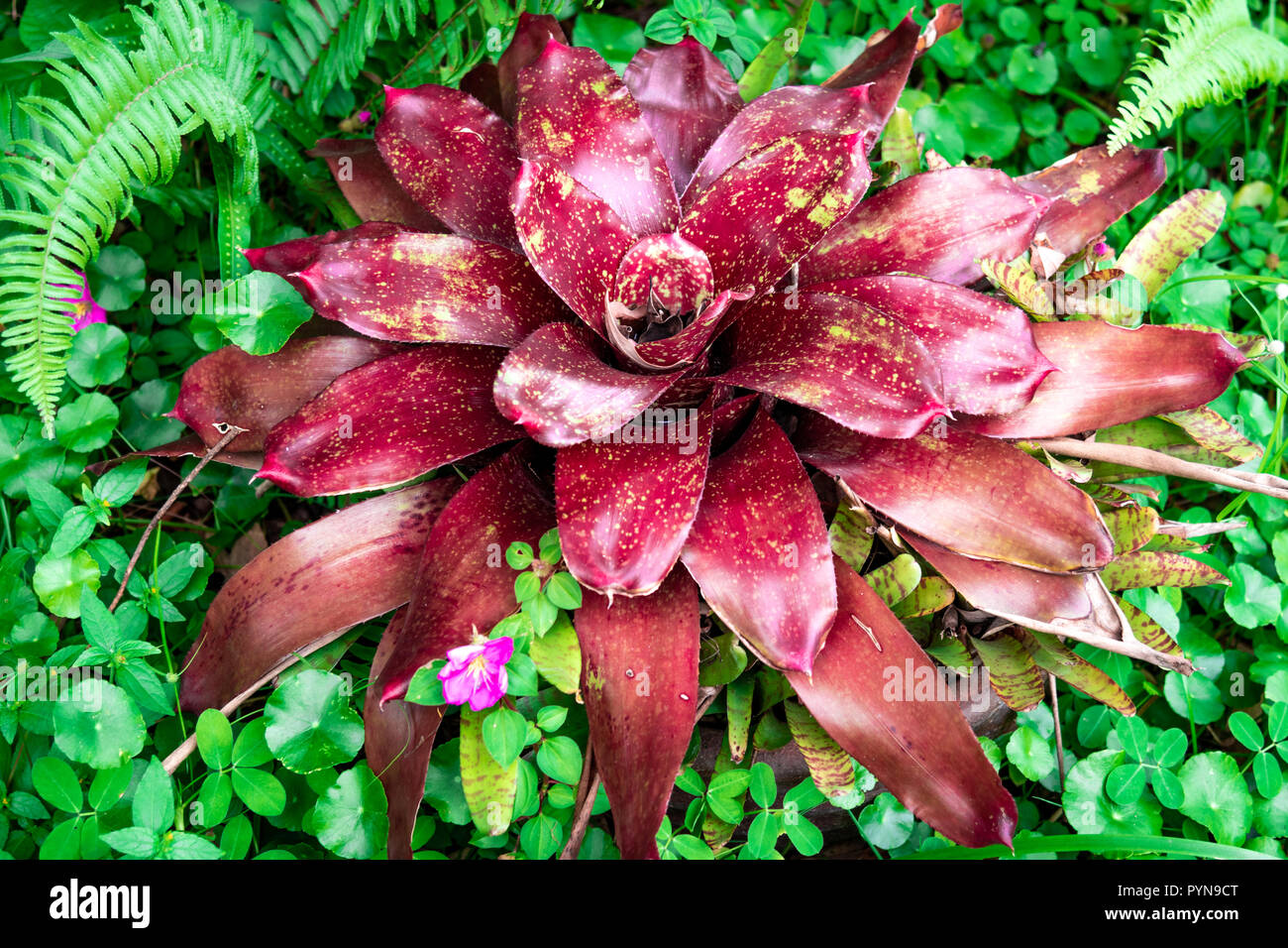 Plastic orchids hi-res stock photography and images - Alamy