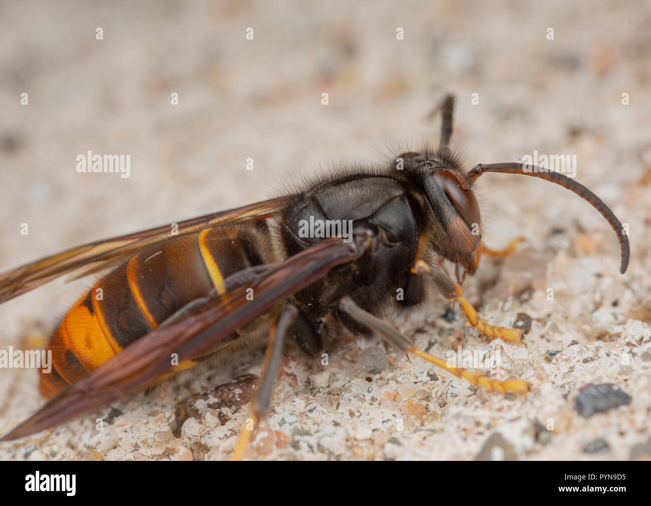Asian hornet female hi-res stock photography and images - Alamy