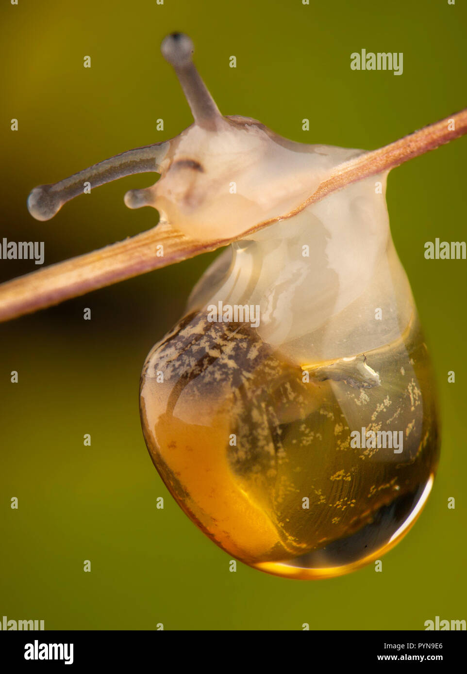 Translucent snail hi-res stock photography and images - Alamy