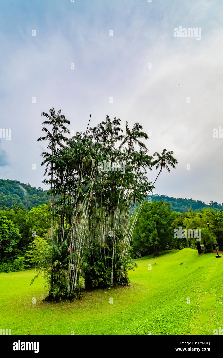 Typical Penang local coconut alike tree that grow only on the Penang ...