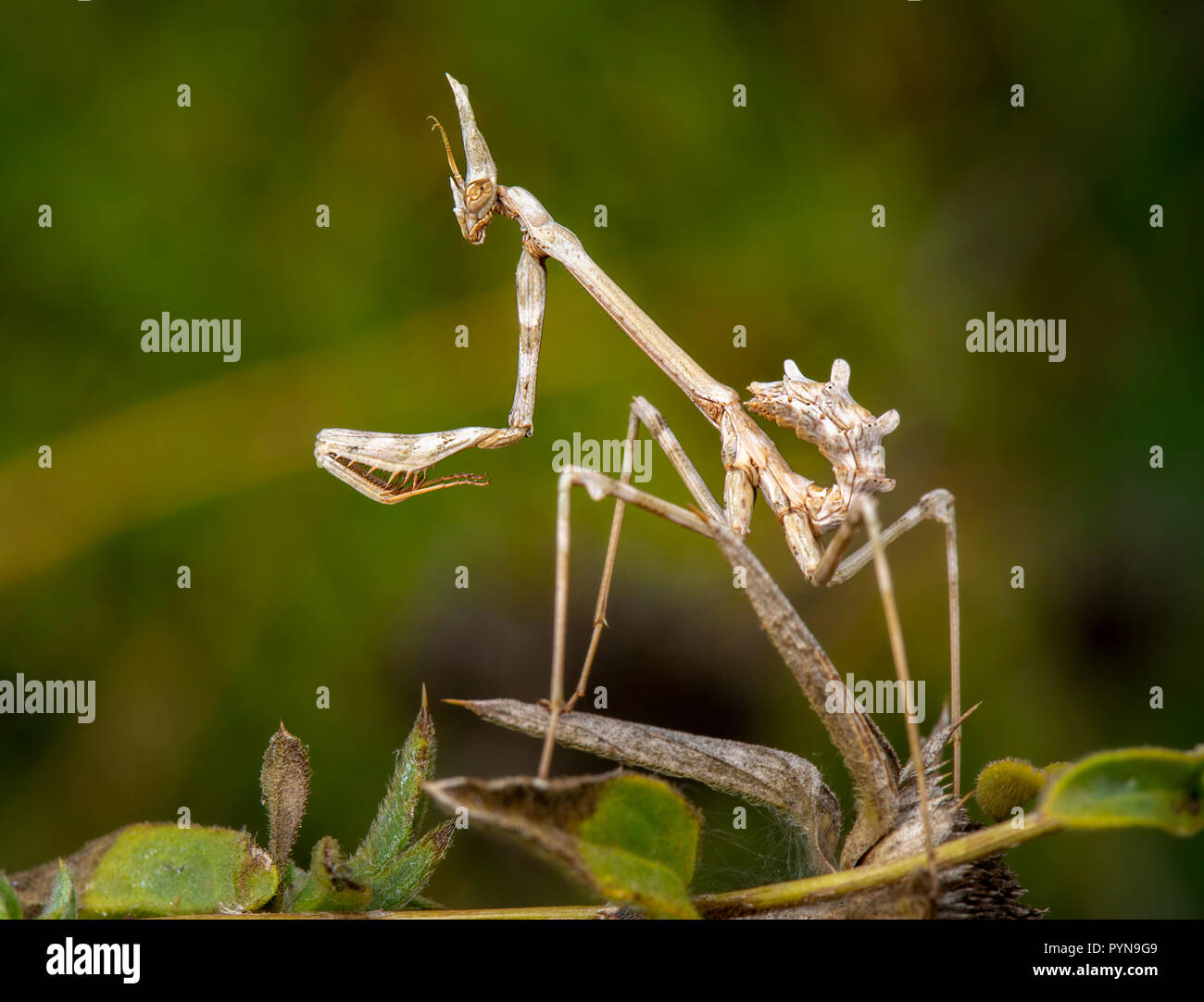 Beautiful mantis hi-res stock photography and images - Alamy