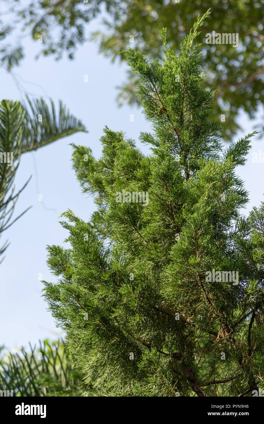 The top of pine tree Stock Photo - Alamy