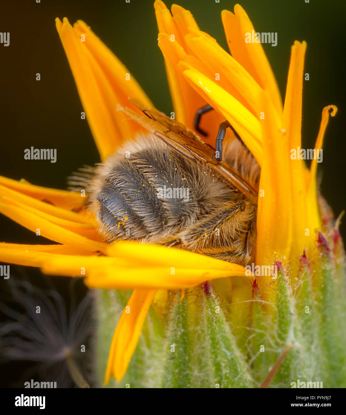 Beautiful photo of a sleeping bee Stock Photo - Alamy