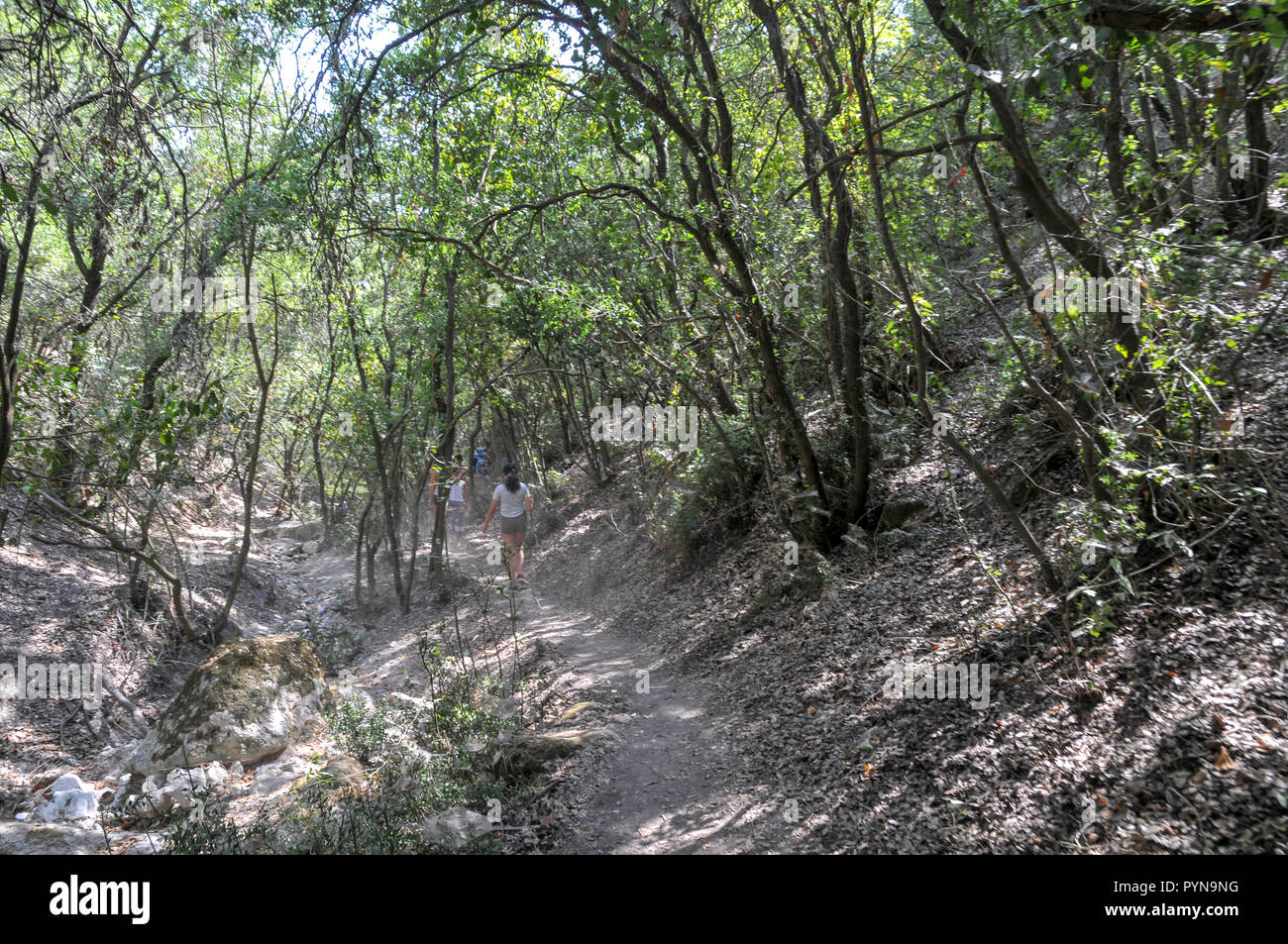 Hiking in the Hanita Forest, Western Galilee, Israel Stock Photo - Alamy