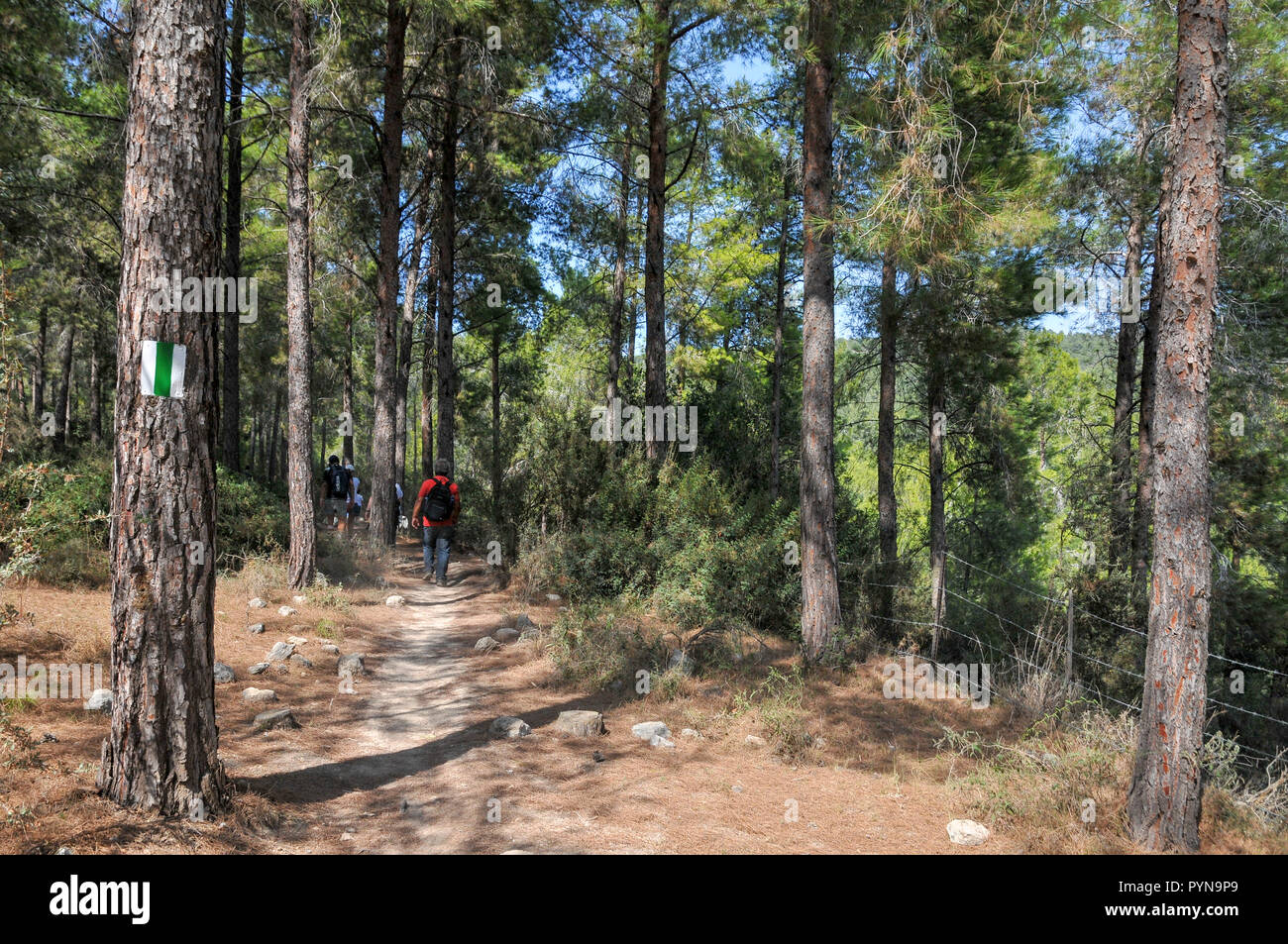 Hiking in the Hanita Forest, Western Galilee, Israel Stock Photo - Alamy