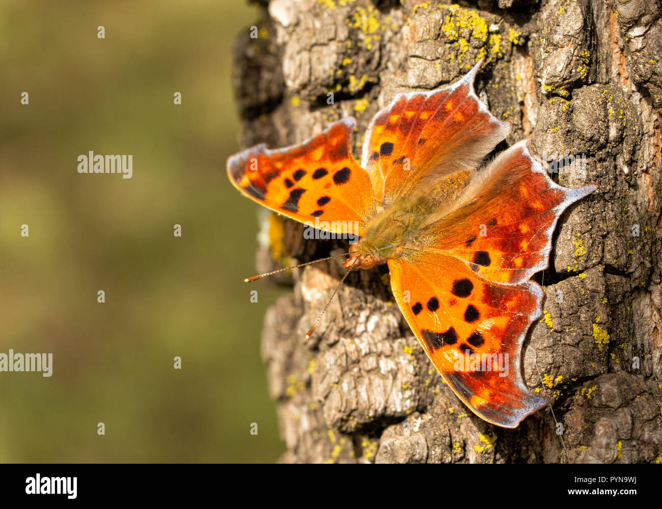 Orange tree sap hi-res stock photography and images - Alamy