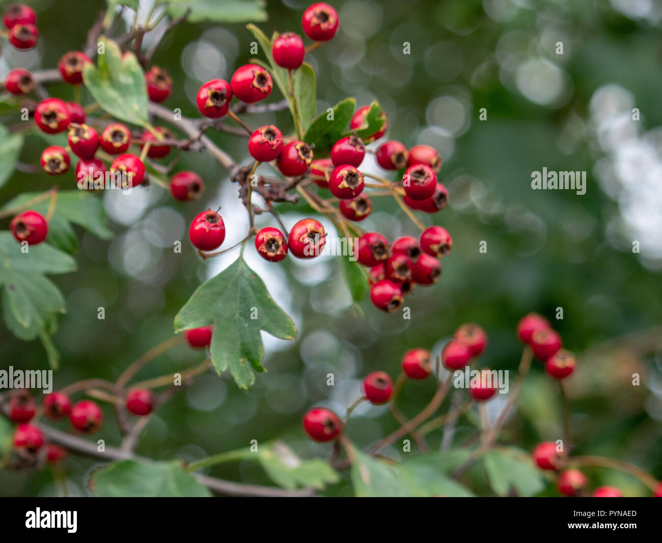 Berries growing in the wild in England during Autumn 2018 Stock Photo ...
